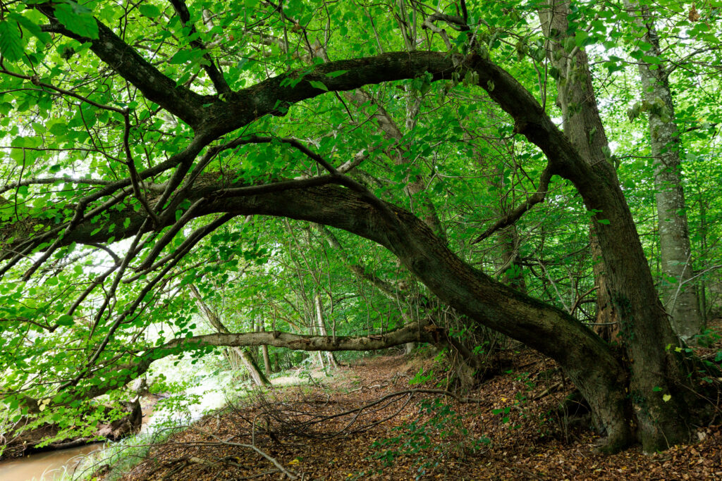 Denmark - Forests of the World