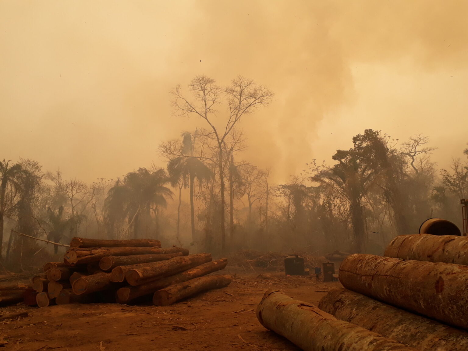 Amazonas regnskov - Kom bag om verdens største regnskov